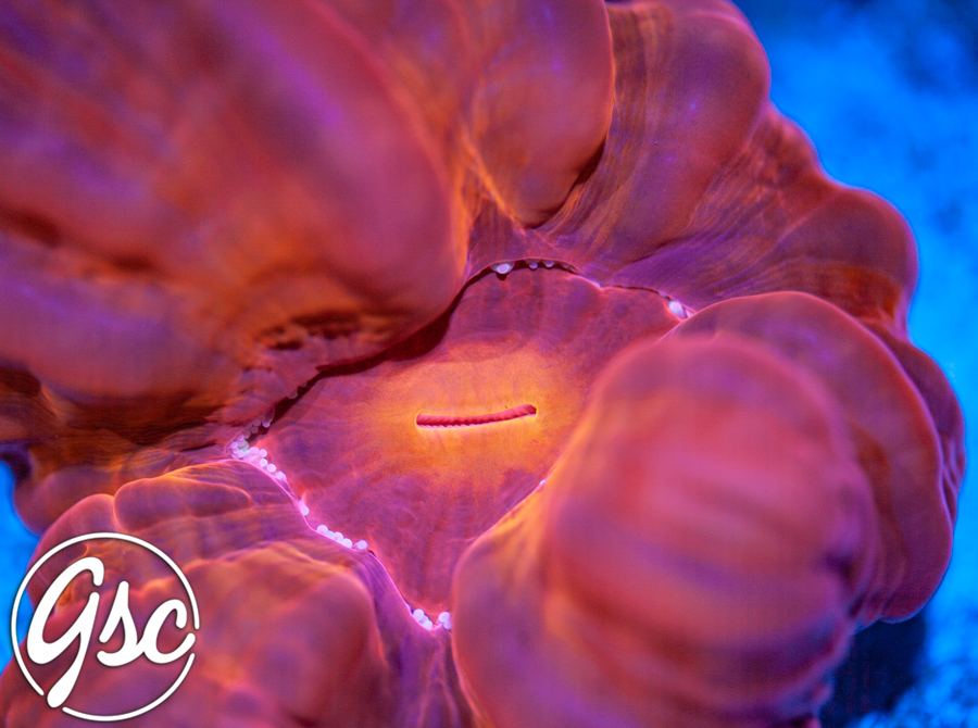 GSC CORAL SHOW OFF THREAD (Acro Heavy) | Reef2Reef