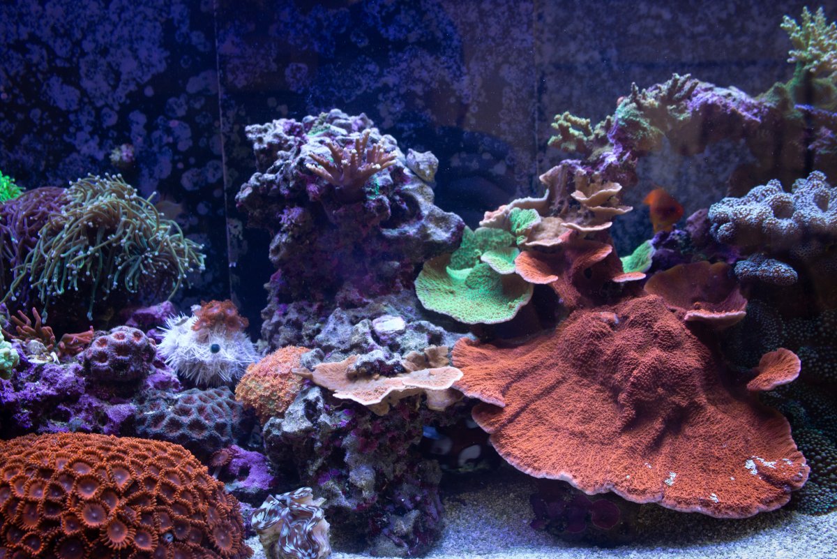 Let’s see those AFR powered tanks! | Reef2Reef