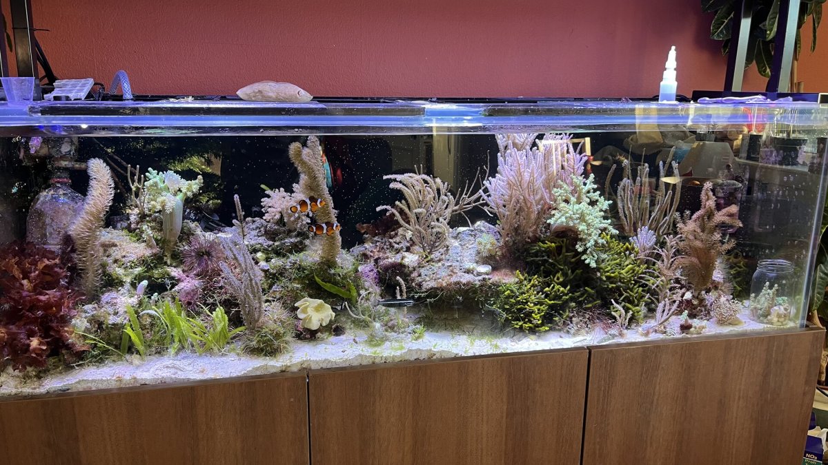 Any gorgonian lovers out there? | Page 2 | Reef2Reef