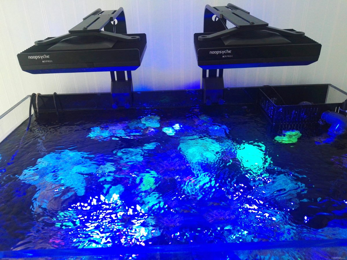 2018 noopsyche Tank Photography Competition. | Reef2Reef