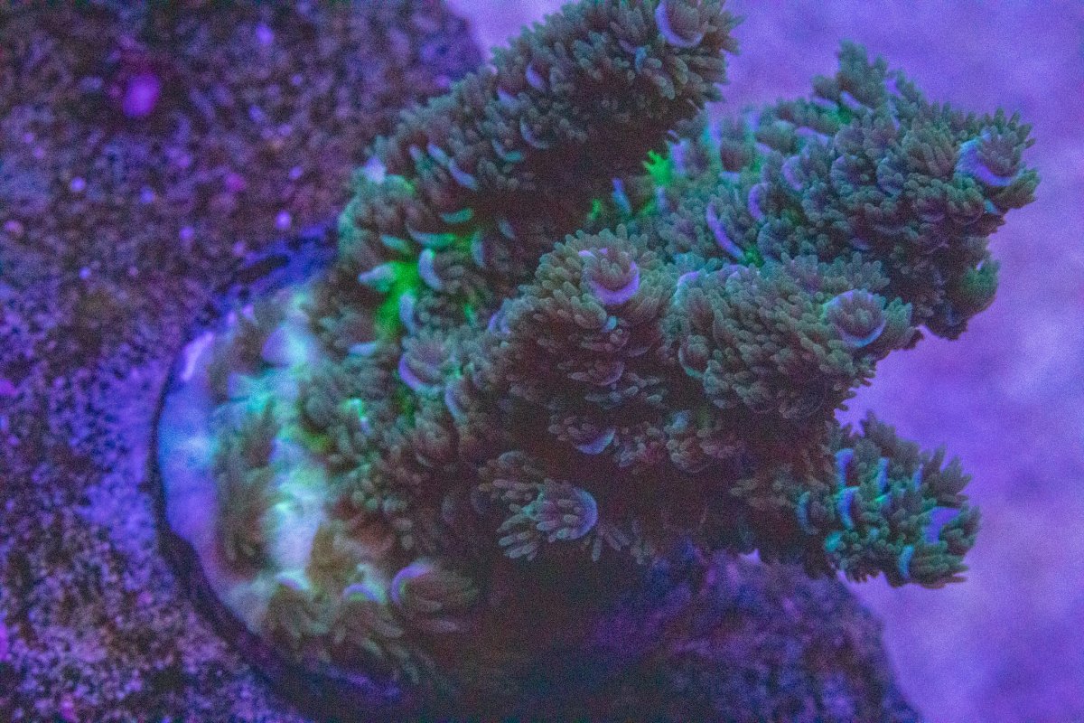 SBB Corals! Show off some pics of your SBB corals! | Reef2Reef