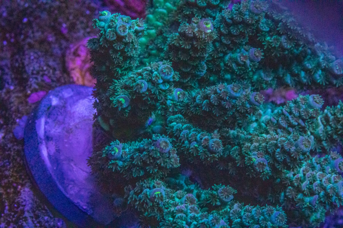 SBB Corals! Show off some pics of your SBB corals! | Reef2Reef