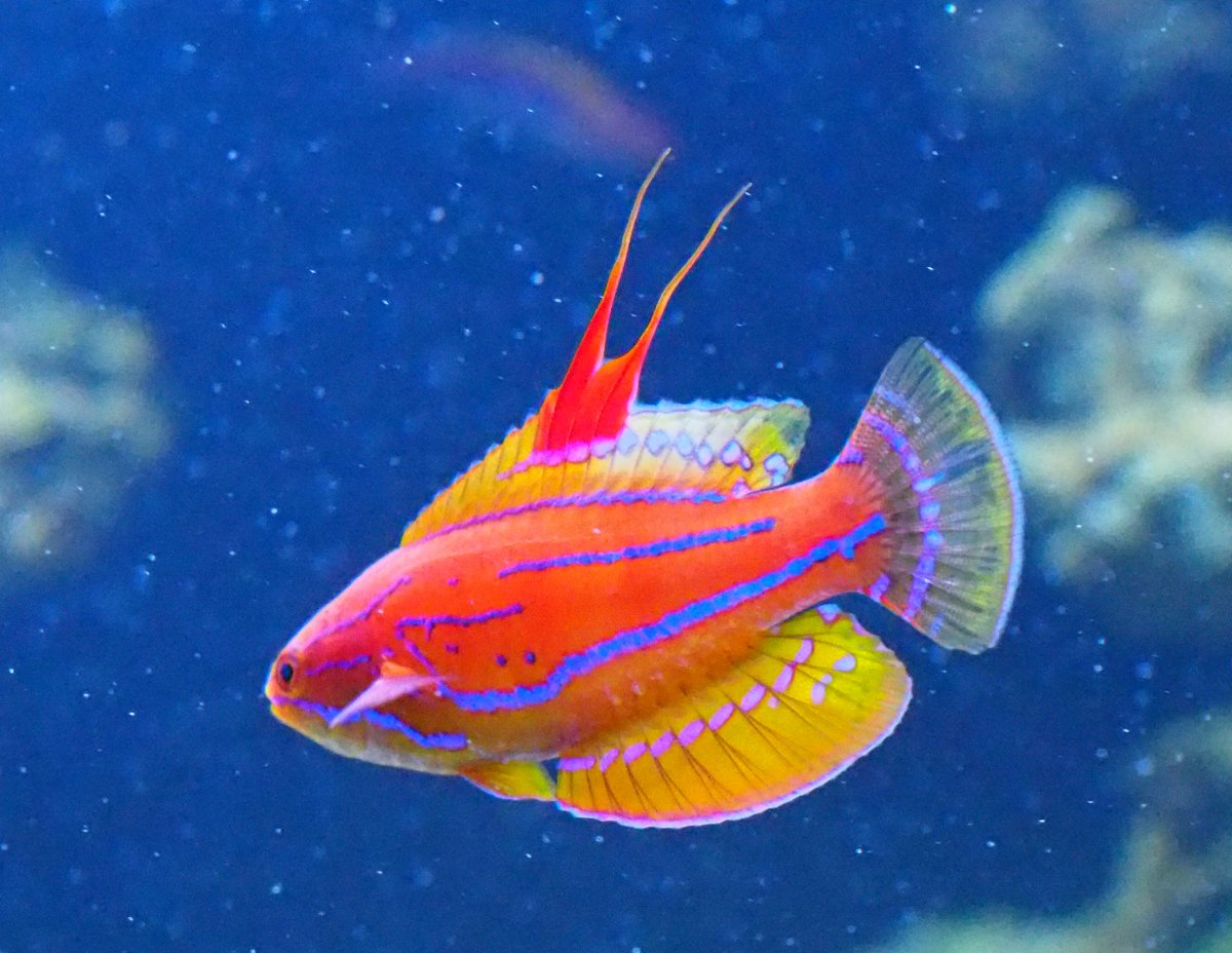 What are some of the prettiest reef safe fish you have in your tank ...