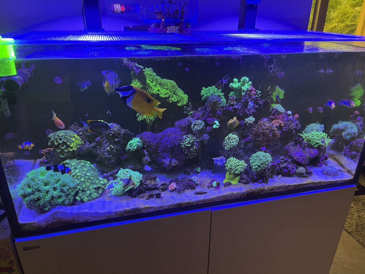 Show me your polluted tanks: High Po4 High No3 | Page 2 | Reef2Reef