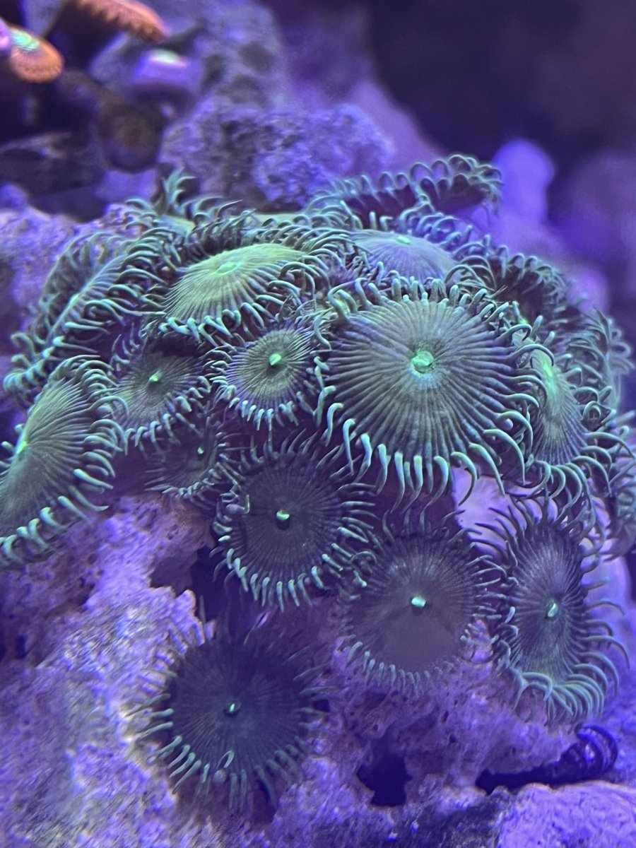 Build Thread - Keith’s Reef- Red Sea 350 G2 | Page 5 | Reef2Reef