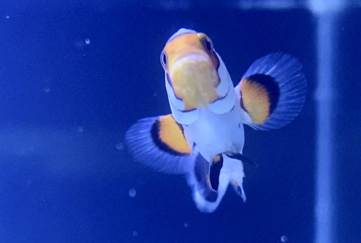 EMERGENCY - Sick clownfish! First saltwater tank | Page 2 | Reef2Reef