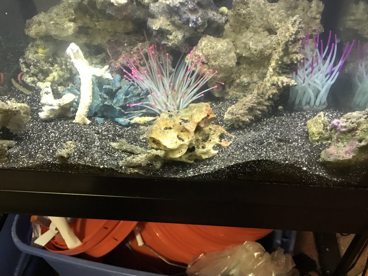 best TOP of sand bed cleaner | Reef2Reef