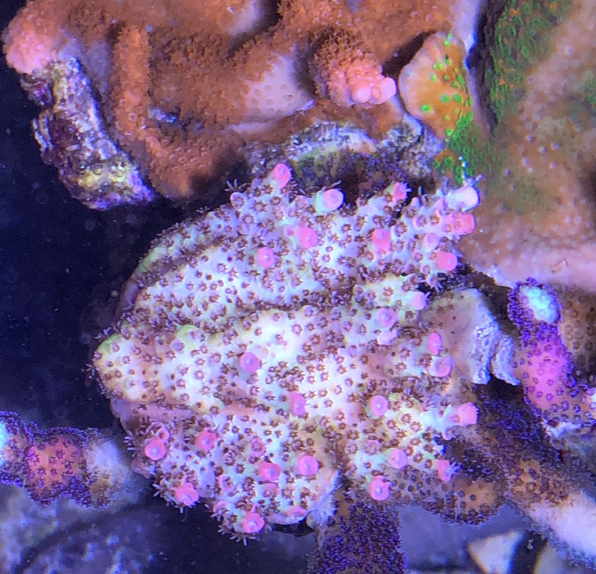 Reef Pi An Opensource Reef Tank Controller Based On Raspberry Pi
