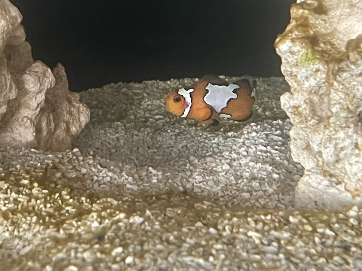 Clownfish injury? | Reef2Reef