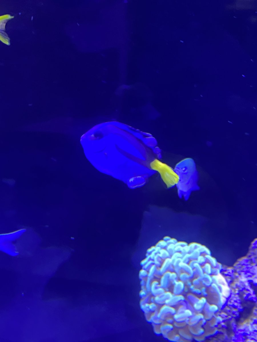 Regal blue tang with bobble like spot on fins | Reef2Reef
