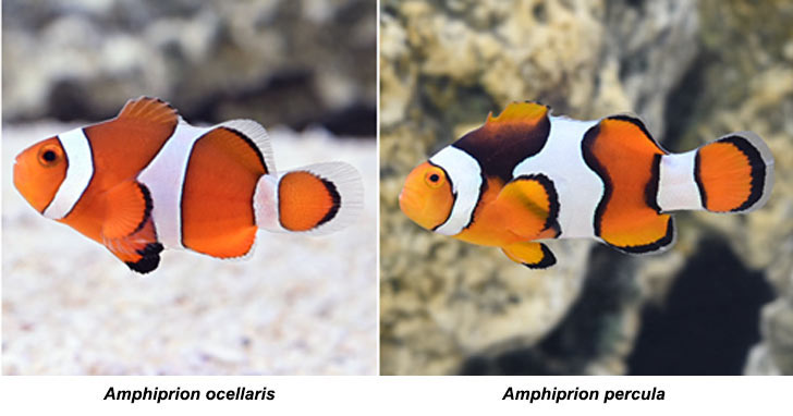 Can anybody ID this clownfish? What type is it? | Reef2Reef