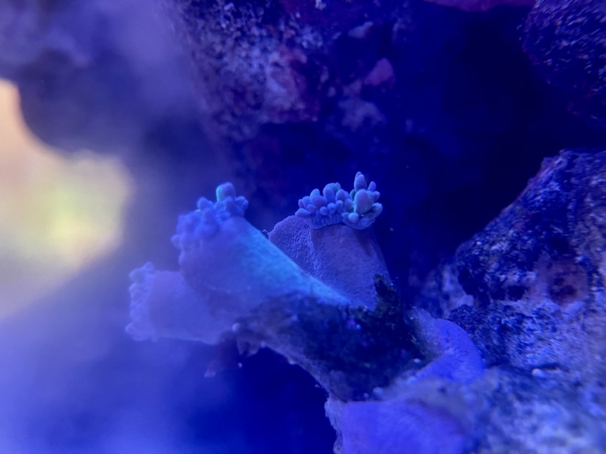 Black lump Duncan Coral | Reef2Reef