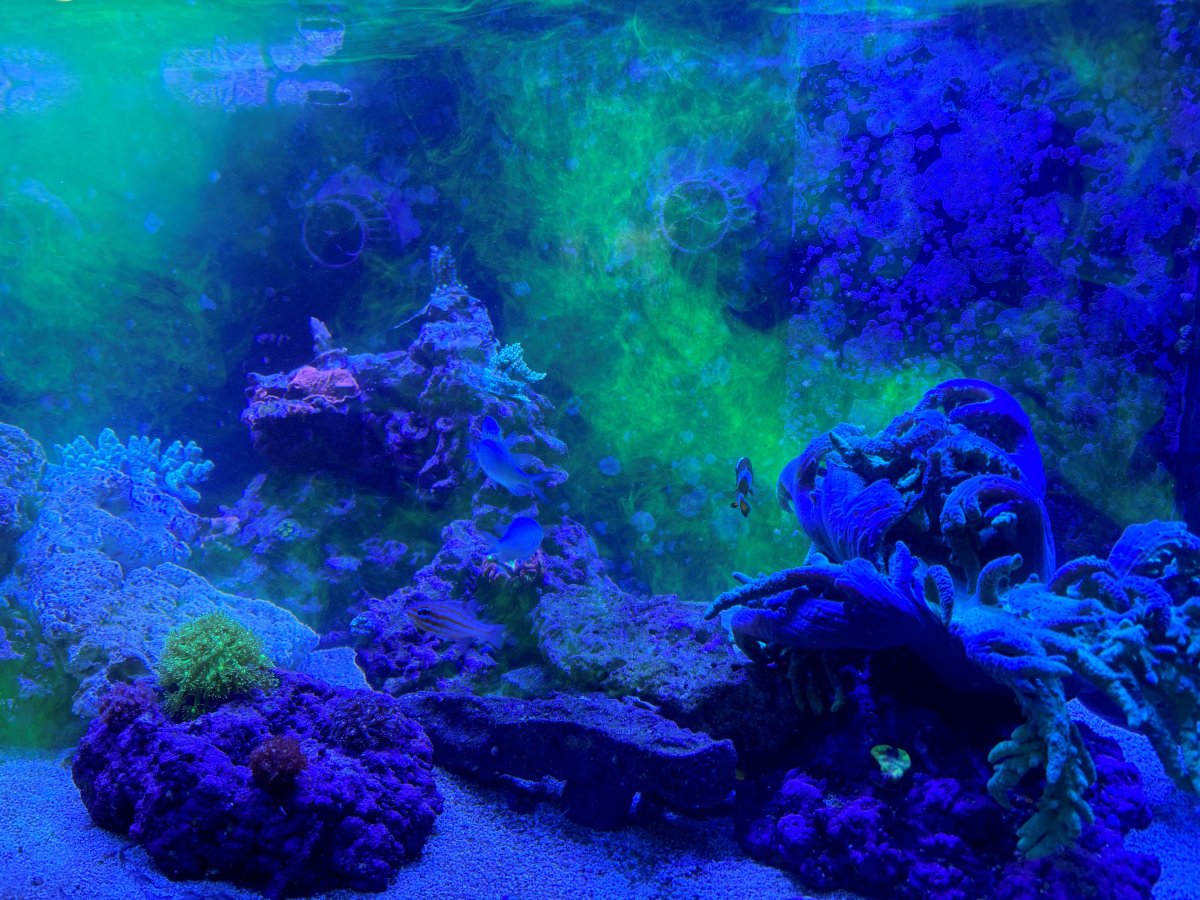 CONTEST - POTM - Oct 2024 POTM voting thread | Reef2Reef