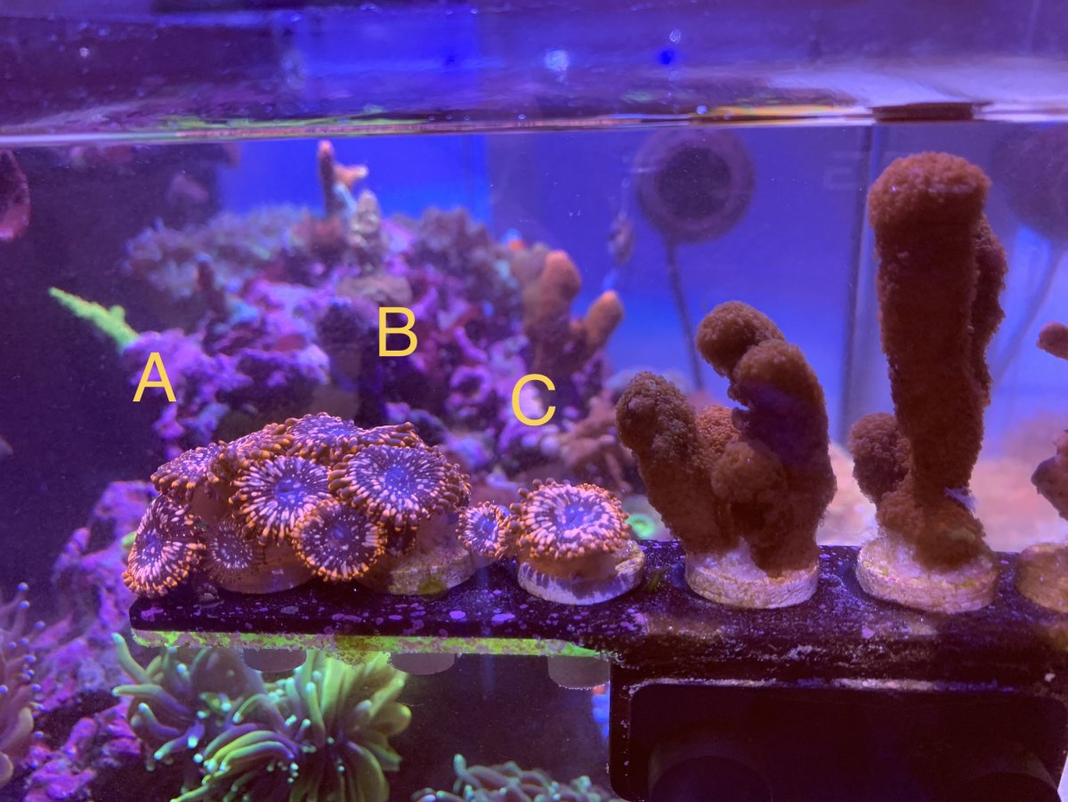 California Live Goods Fs Utter Chaos Zoas Socal Reef2reef