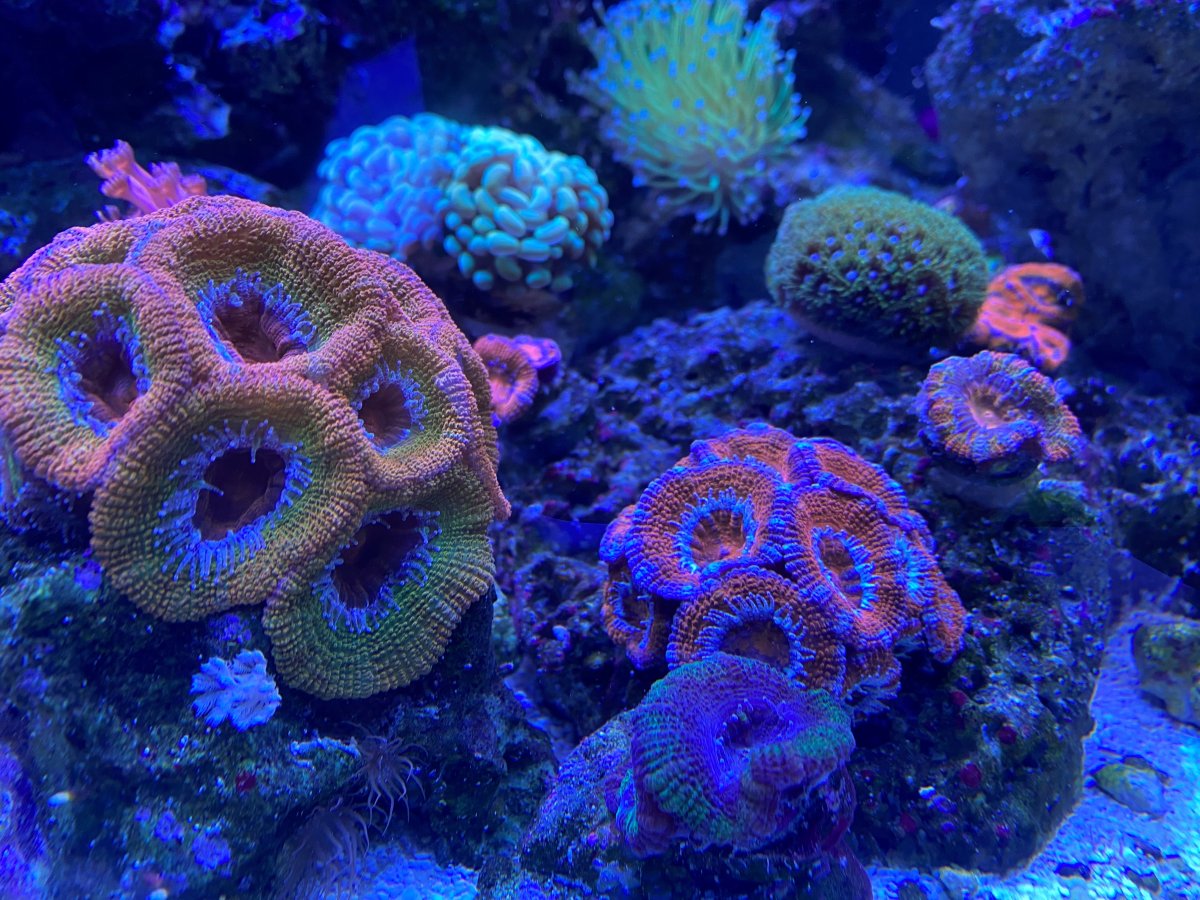 Is it possible to have a successful reef tank without a sump? | Reef2Reef