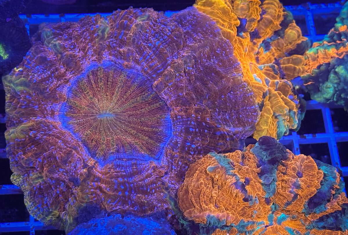 Florida - Live Goods - Thanos Acantho (thought it was a cool name ...