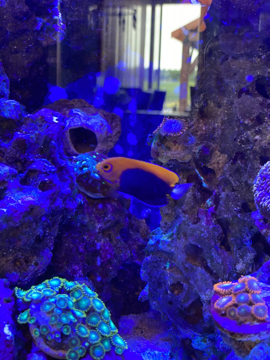 Orange peel angelfish | Reef2Reef