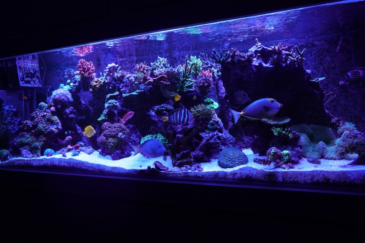 Reef Tank 365 - Reef Tank 365 featured tank by rigo07 | Reef2Reef