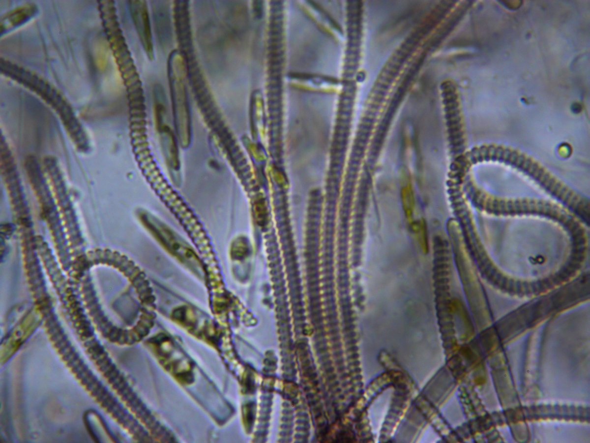 Cyano? Spirulina? Chrysophyte? | Reef2Reef