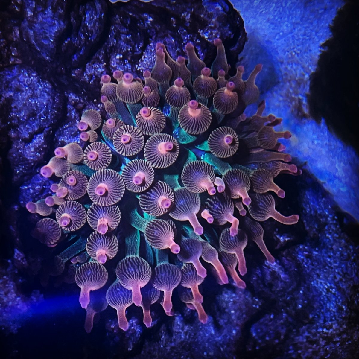 Anemone closed up after 4-5 months of relative happiness...all other ...