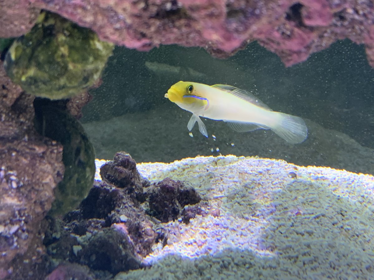 Which Sand Sifting Goby To Add Reef2reef