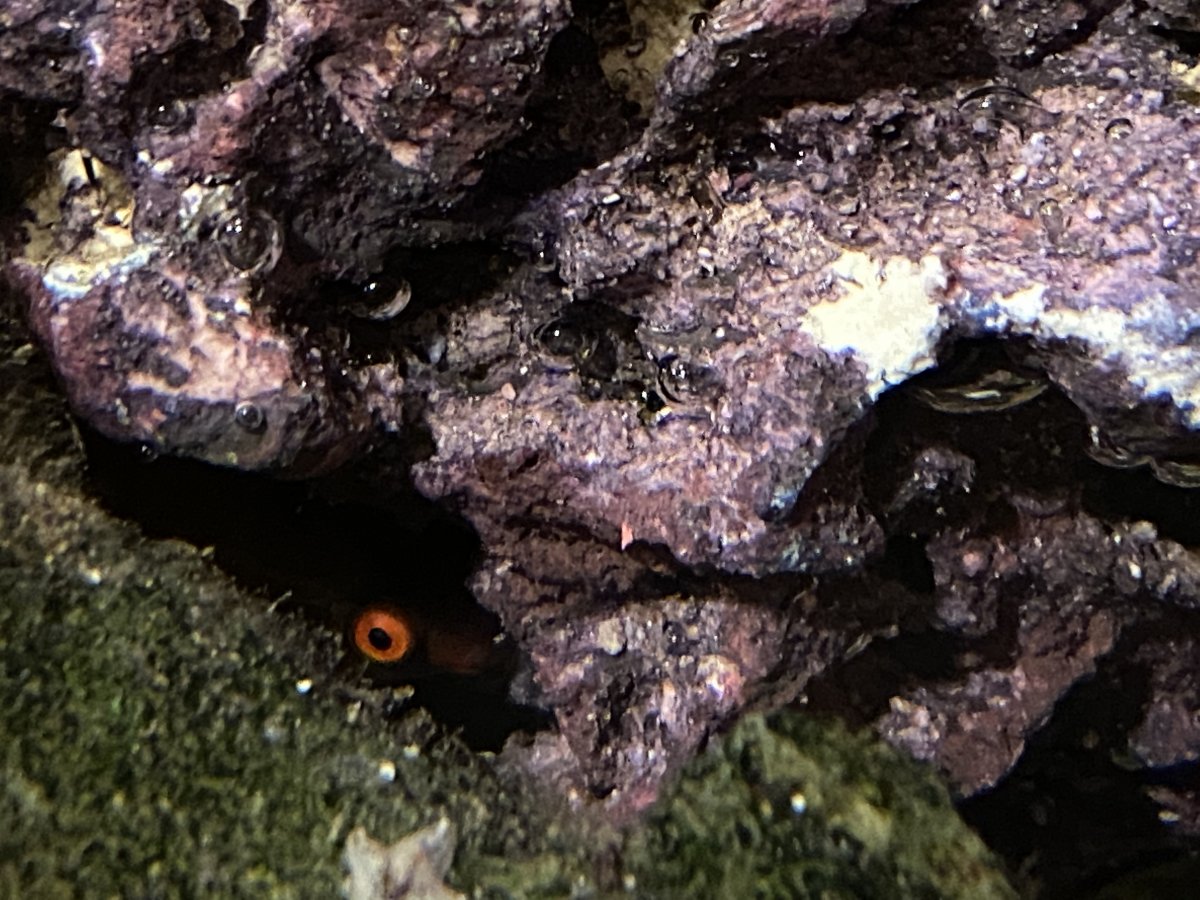 Scary inhabitants in reef tanks | Reef2Reef