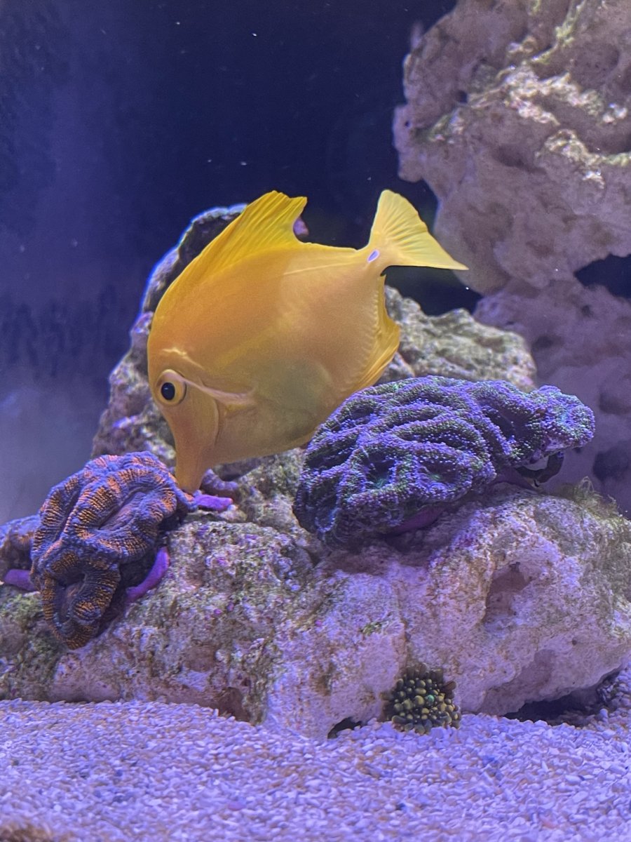 Fish you’ve had / had for over a decade. | Reef2Reef