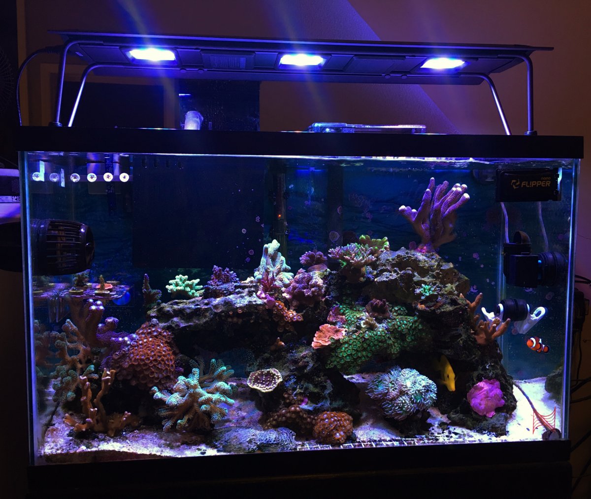 Aquascaping a 29g tall tank | Reef2Reef