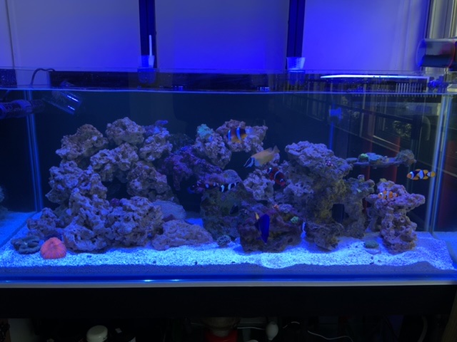 Build Thread - My 120G Mix Reef tank - #Tank Build | Reef2Reef