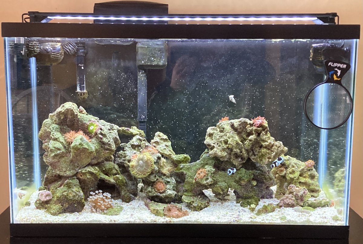 29g Mixed Reef Aquarium (30”x12”x18”) | Reef2Reef