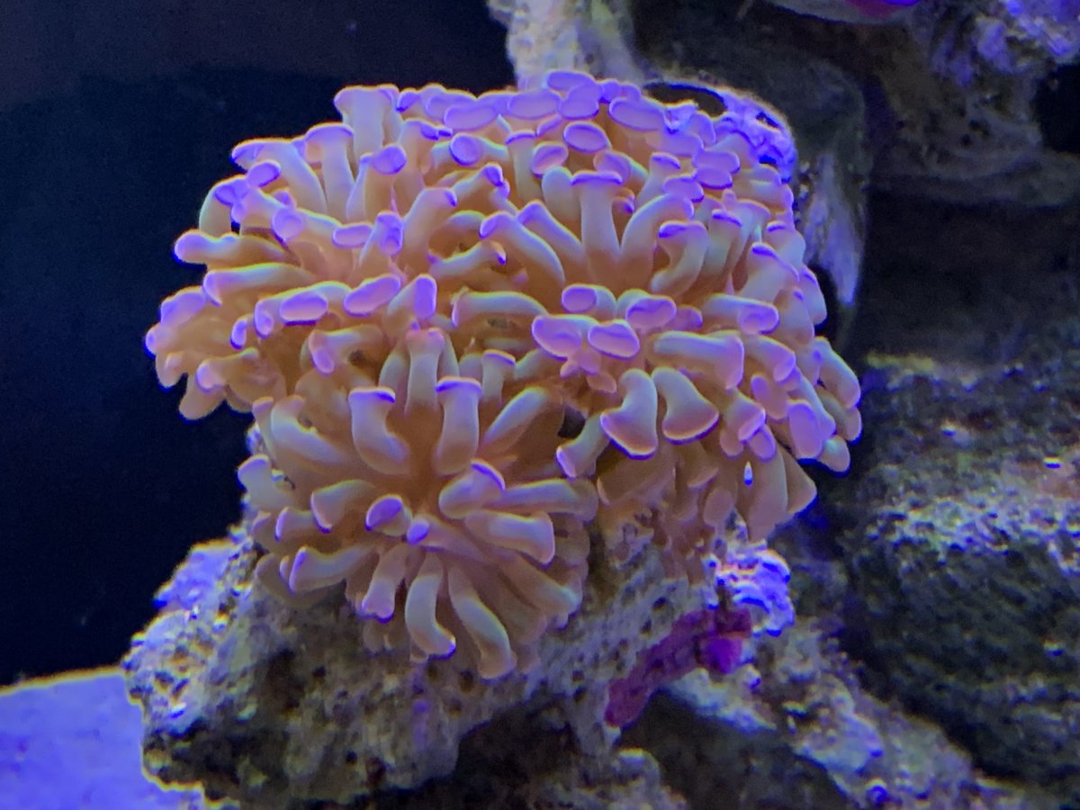 Show off your most expensive coral! | Page 5 | Reef2Reef
