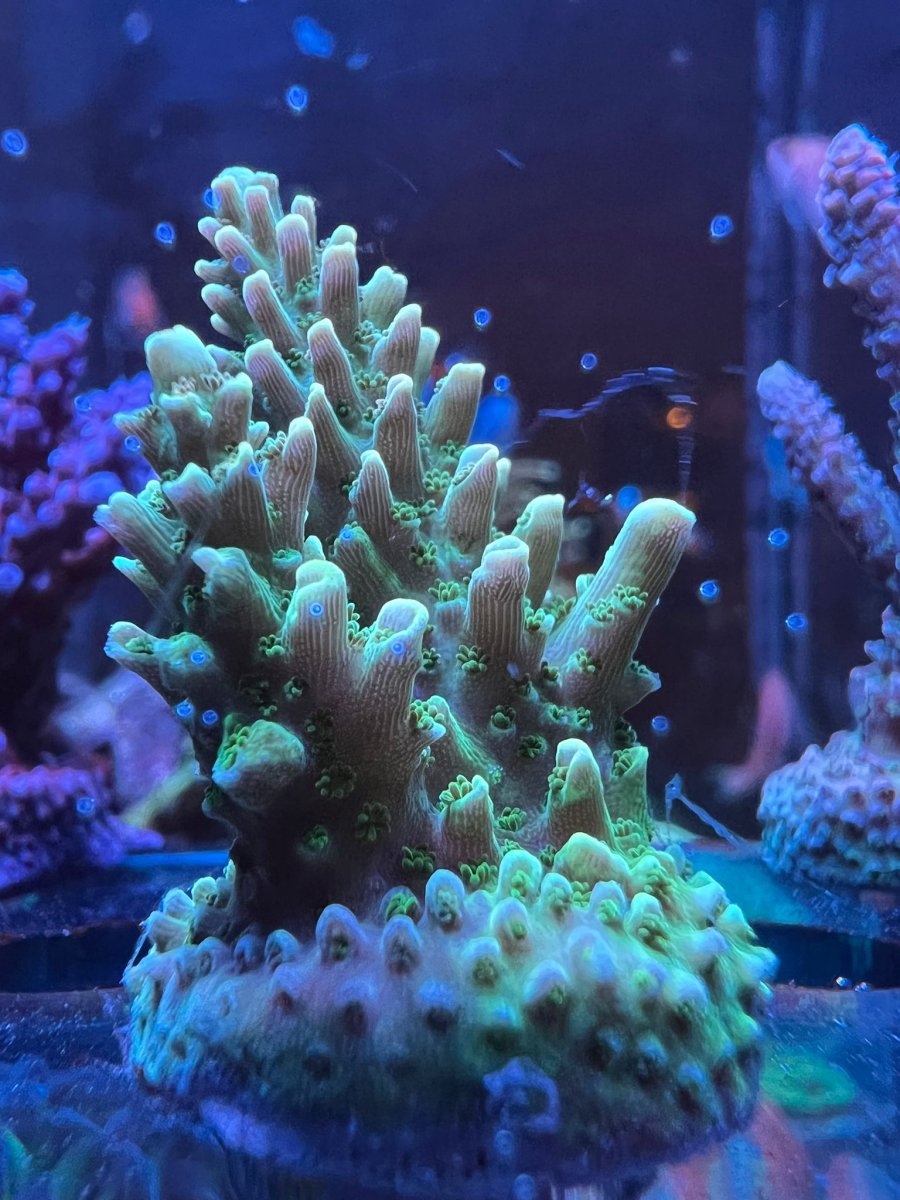 Build Thread - Swiss Red Sea Reefer 200XL Reef | Reef2Reef