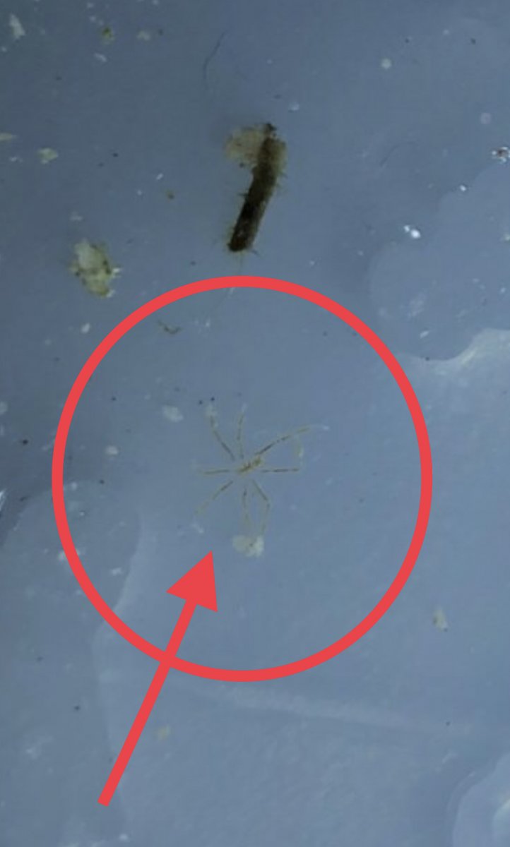Sea Spider | Page 2 | Reef2Reef