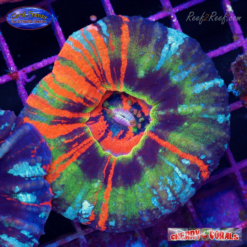 QUESTION OF THE DAY - Saltwater Fish & Coral Feeding Tips: GIve a Tip ...
