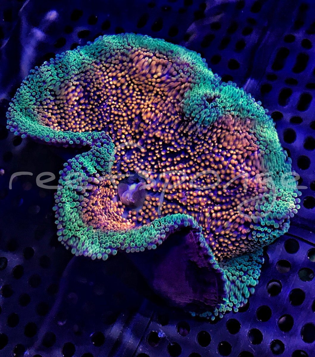 ~ Rainbow Haddoni ~ | Reef2Reef
