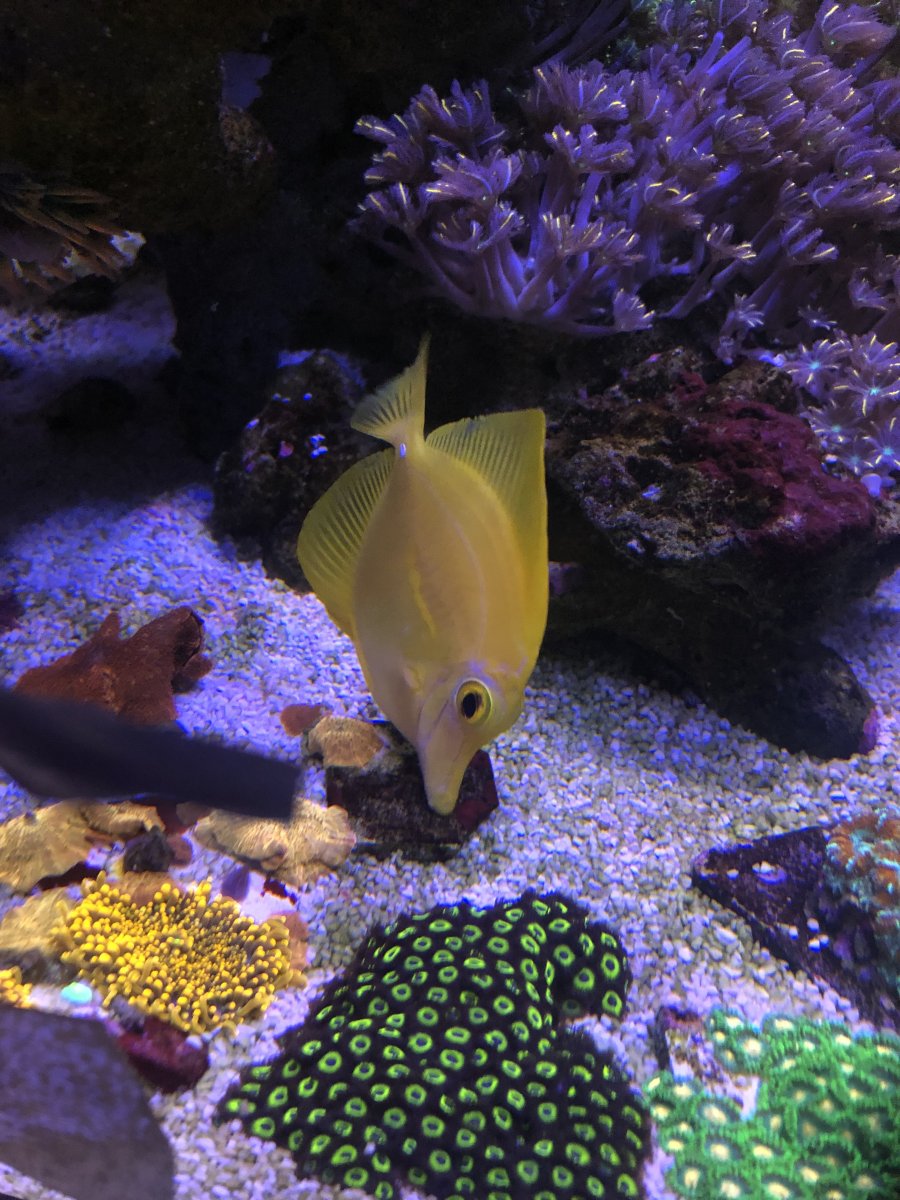 HLLE on yellow tang. Just noticed | Reef2Reef