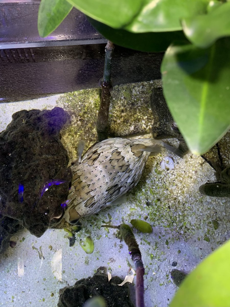 Porcupine Puffer with eggs | Reef2Reef