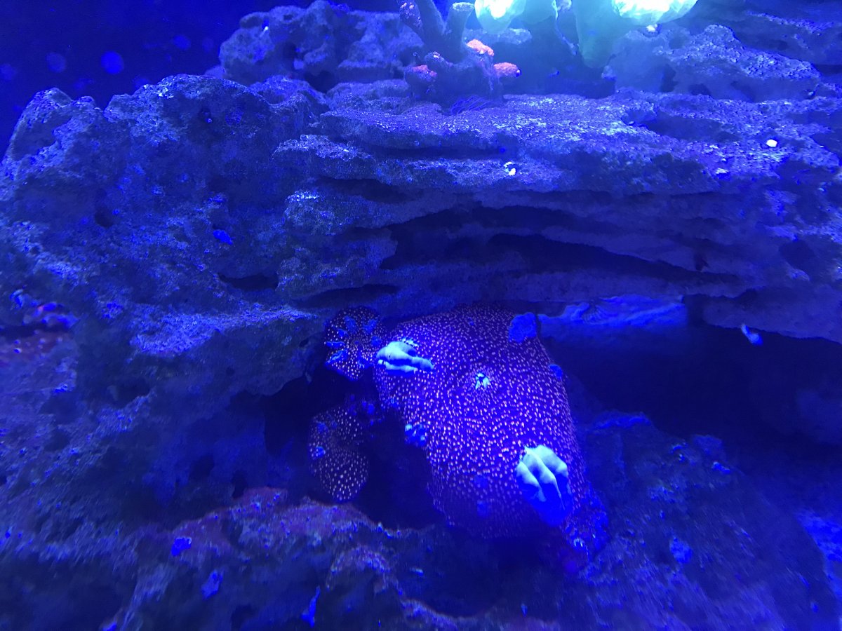 New York - Rock flower Nems | Reef2Reef