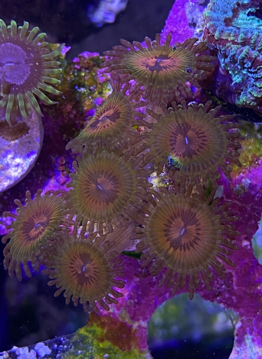California - Zoas (purple monsters & bow tie blasters) Simi Valley ...