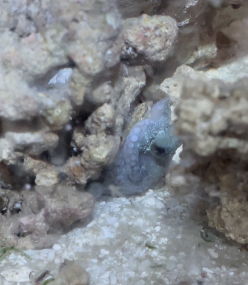 Max tank size for a atlantic pygmy octopus? | Page 3 | Reef2Reef