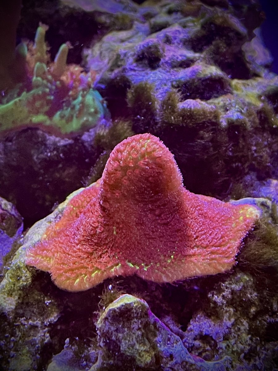 Show off your coral! | Reef2Reef