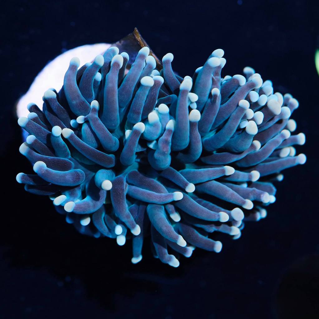 Torch Coral 101 Care Appearance And Types Feeding More 53 Off