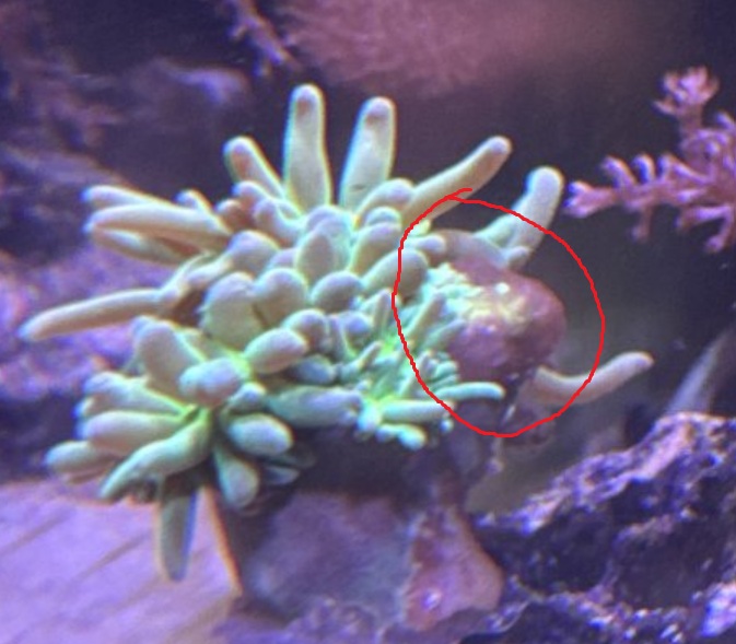 EMERGENCY - Duncan’s might have BJD??? Anyone confirm? | Reef2Reef