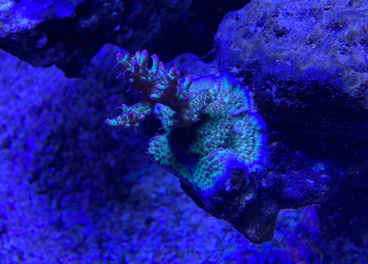 Build Thread - My 90g reef savvy tank - restart 2021 | Reef2Reef
