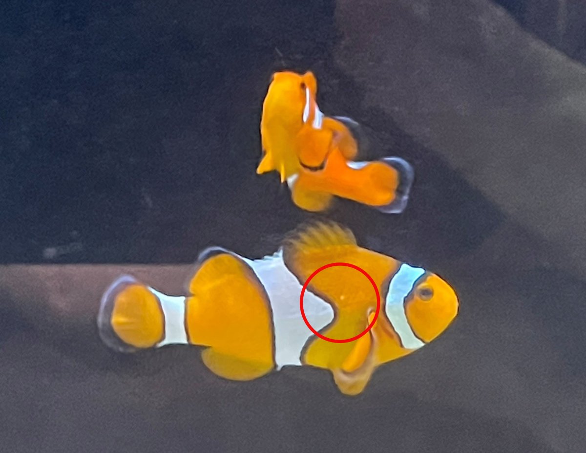 Spots on Clown | Reef2Reef