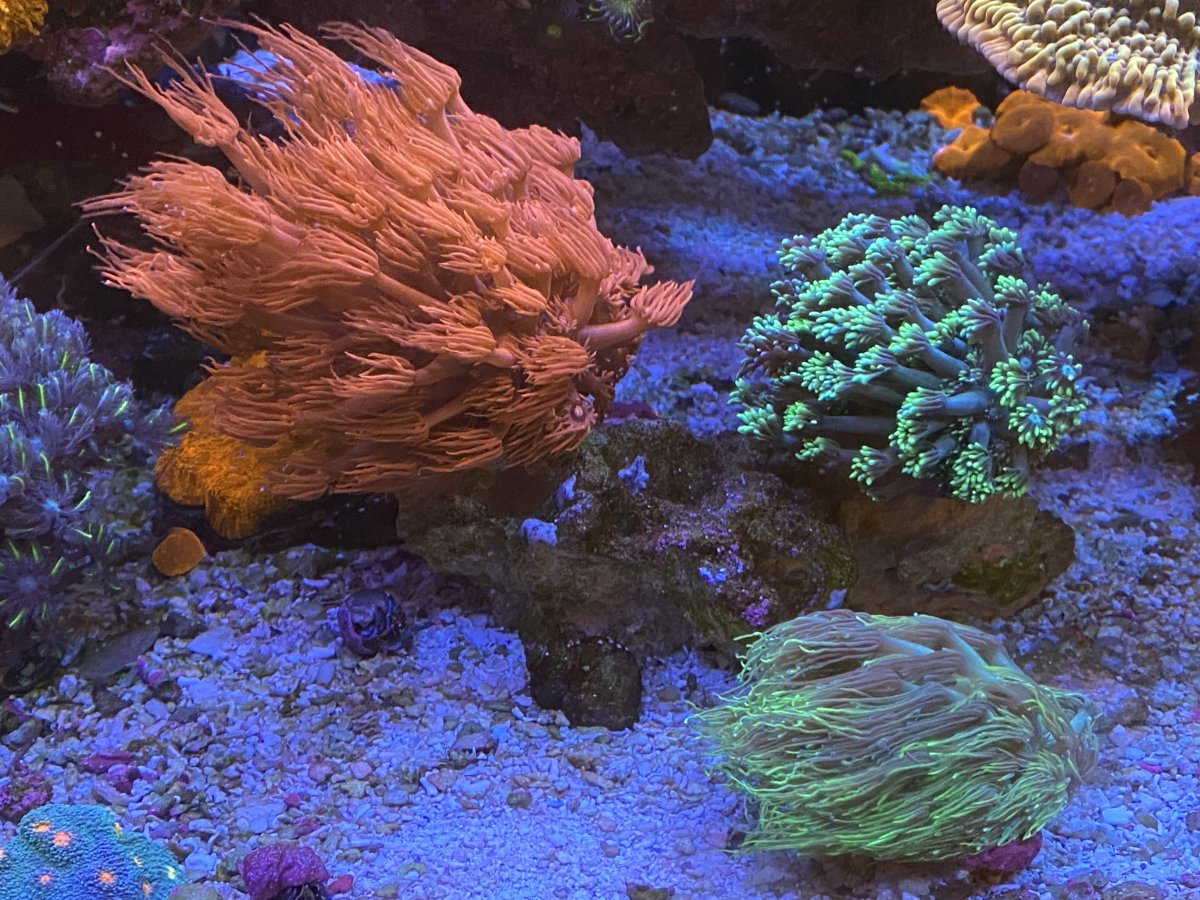 Goni placement | Reef2Reef