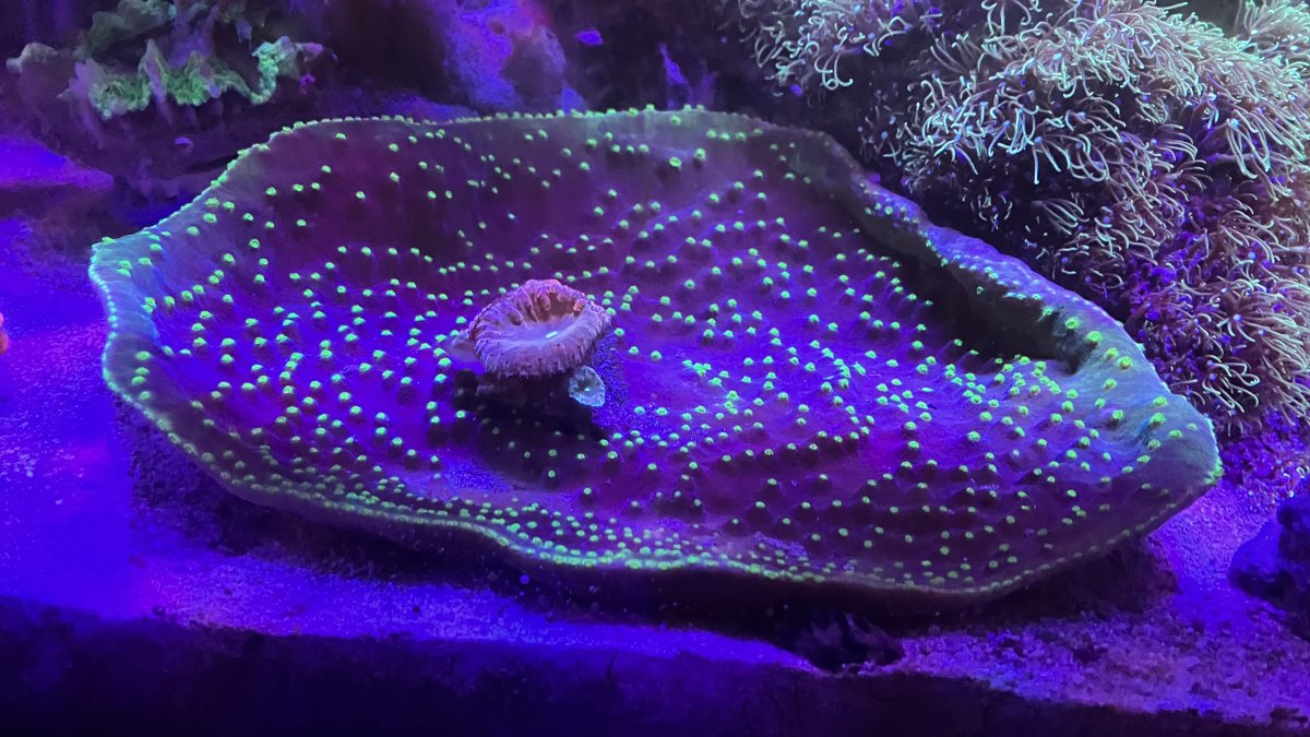 Show me your polluted tanks: High Po4 High No3 | Reef2Reef