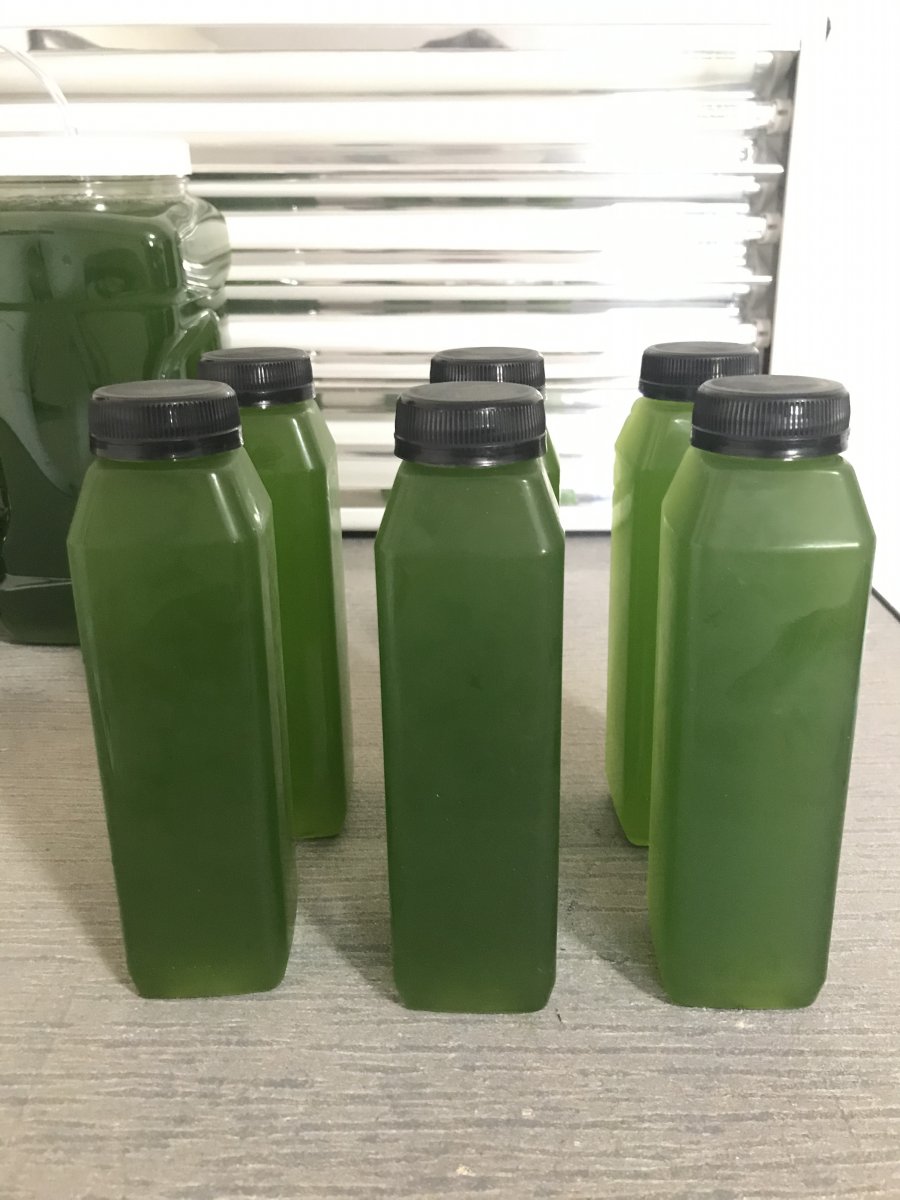 New Mexico - FS- Tisbe pods and Phytoplankton | Reef2Reef