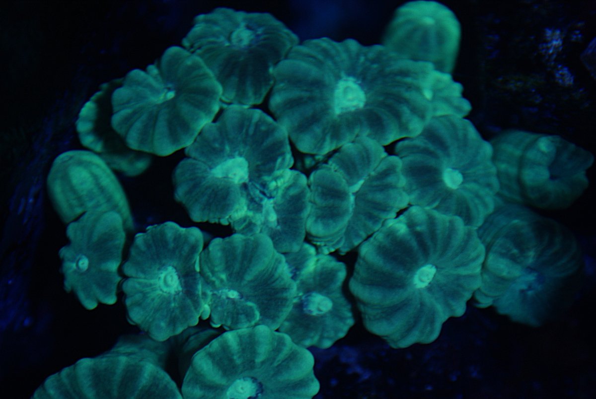 Show me your reef tank over a period of time! | Reef2Reef