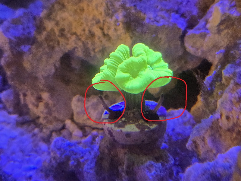 What is this growth next to my candy cane coral | Reef2Reef